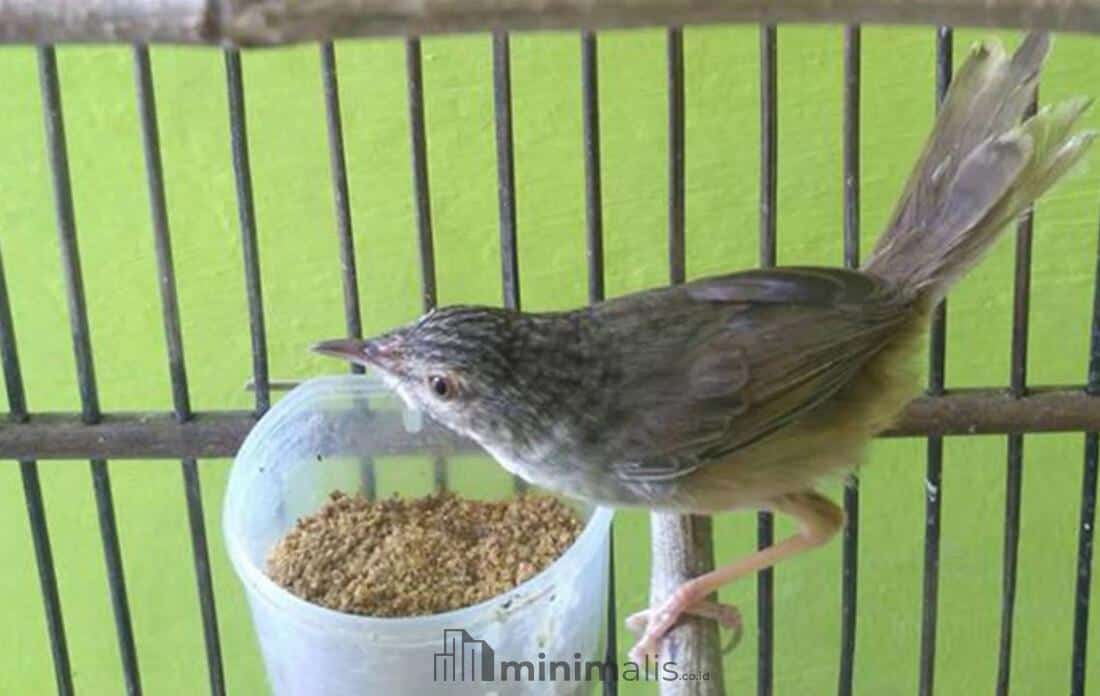 Beragam Jenis Sangkar Burung Ciblek Minimalis dan Cara Merawatnya