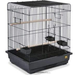 Segala Hal Tentang Sangkar Burung Beo Minimalis Sebelum Membelinya