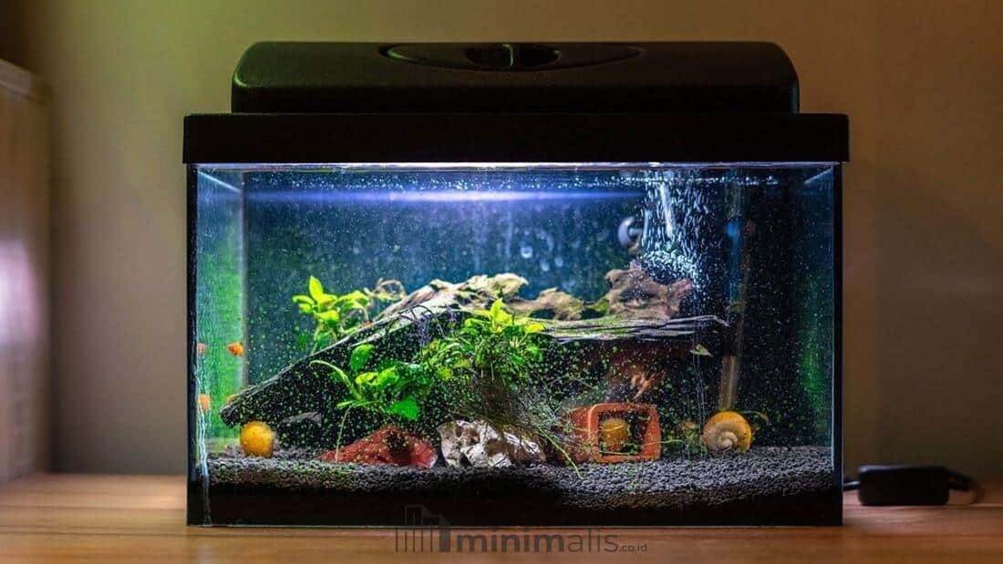 4 Model Aquarium Hias Minimalis dan Jenis Ikan yang Boleh Dipilih