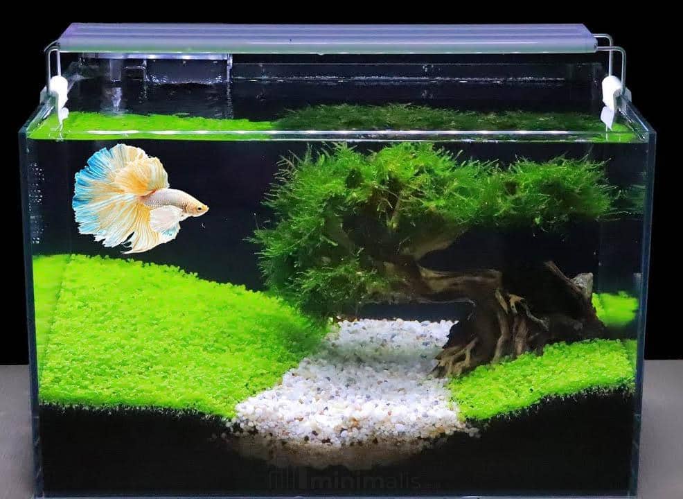 4 Model Aquarium Hias Minimalis dan Jenis Ikan yang Boleh Dipilih ...