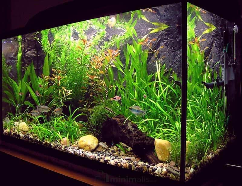 4 Model Aquarium Hias Minimalis dan Jenis Ikan yang Boleh Dipilih