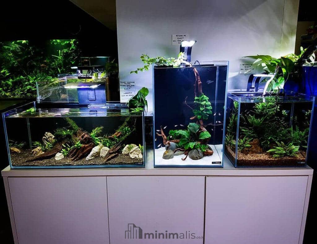 4 Model Aquarium Hias Minimalis dan Jenis Ikan yang Boleh Dipilih ...