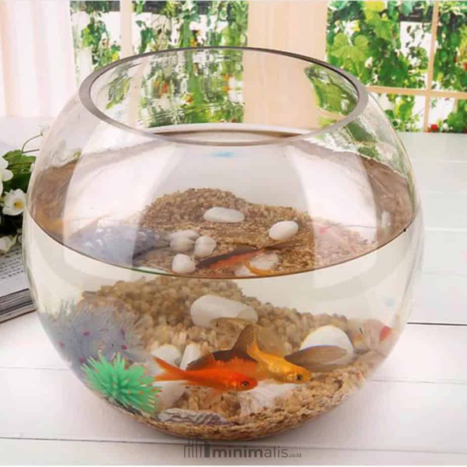 4 Model Aquarium Hias Minimalis dan Jenis Ikan yang Boleh Dipilih ...