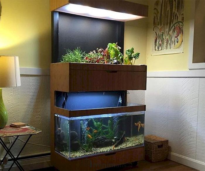 Pilihan Tumbuhan Untuk Taman Aquarium Minimalis Meningkatkan Kesehatan Ikan