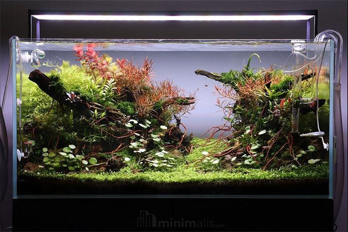 43+ Aquarium Minimalis Penuh Warna dan Keindahan
