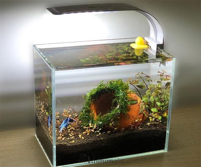 43+ Aquarium Minimalis Penuh Warna dan Keindahan