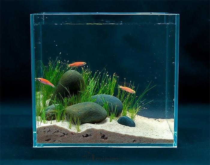 43+ Aquarium Minimalis Penuh Warna dan Keindahan