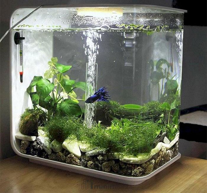 43+ Aquarium Minimalis Penuh Warna dan Keindahan - Minimalist