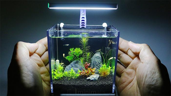 43+ Aquarium Minimalis Penuh Warna dan Keindahan - Minimalist