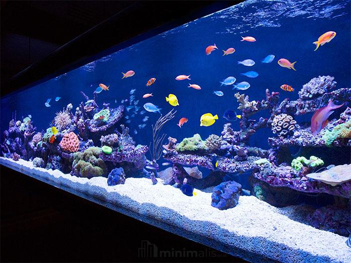 43+ Aquarium Minimalis Penuh Warna dan Keindahan - Minimalist