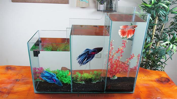 43+ Aquarium Minimalis Penuh Warna dan Keindahan