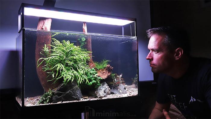 45+ Aquascape Minimalis dan Segala Macam Elemen yang Dibutuhkan