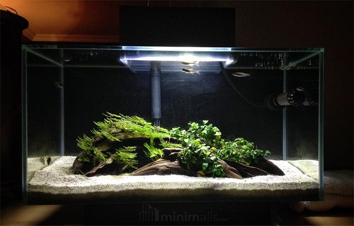 43+ Aquarium Minimalis Penuh Warna dan Keindahan