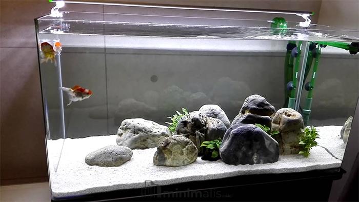 43+ Aquarium Minimalis Penuh Warna dan Keindahan
