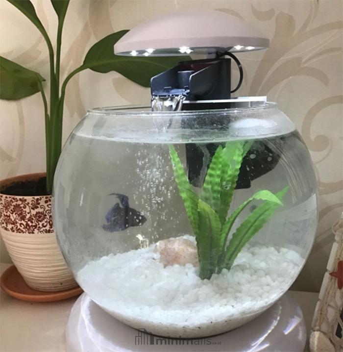 43+ Aquarium Minimalis Penuh Warna dan Keindahan - Minimalist