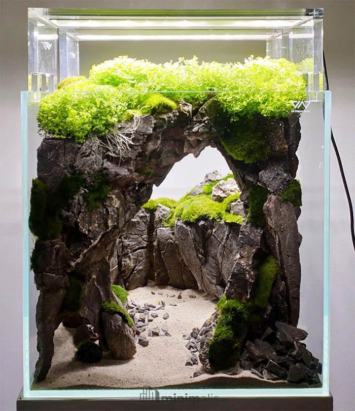 43+ Aquarium Minimalis Penuh Warna dan Keindahan
