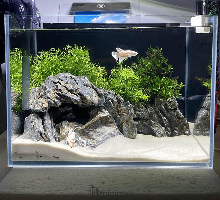 43+ Aquarium Minimalis Penuh Warna dan Keindahan - Minimalist