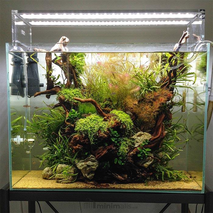 43+ Aquarium Minimalis Penuh Warna dan Keindahan - Minimalist