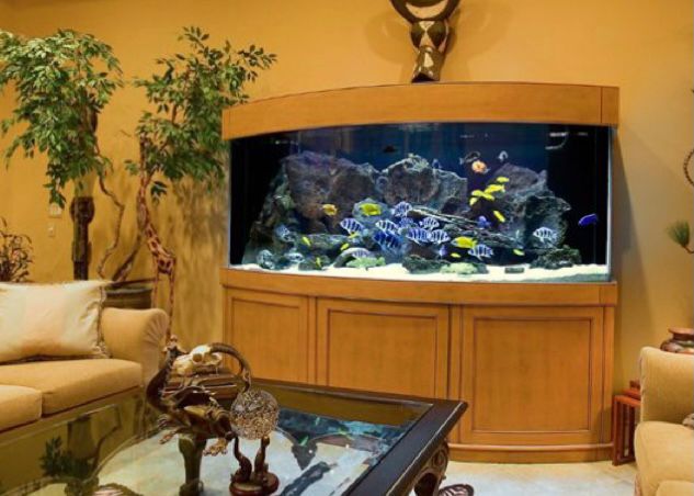 4 Model Aquarium Minimalis Terbaru Penghias Ruangan dan Kamar - Minimalist