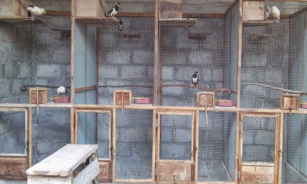Ukuran Kandang Ternak Murai Minimalis yang Ideal Untuk Bisnis - Minimalist